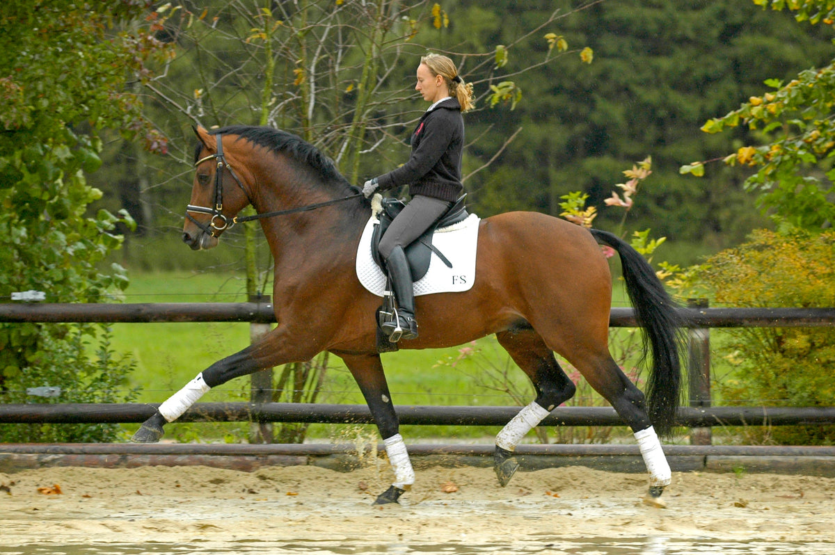 Pferd & Reiter – Raisdorfer Mühle